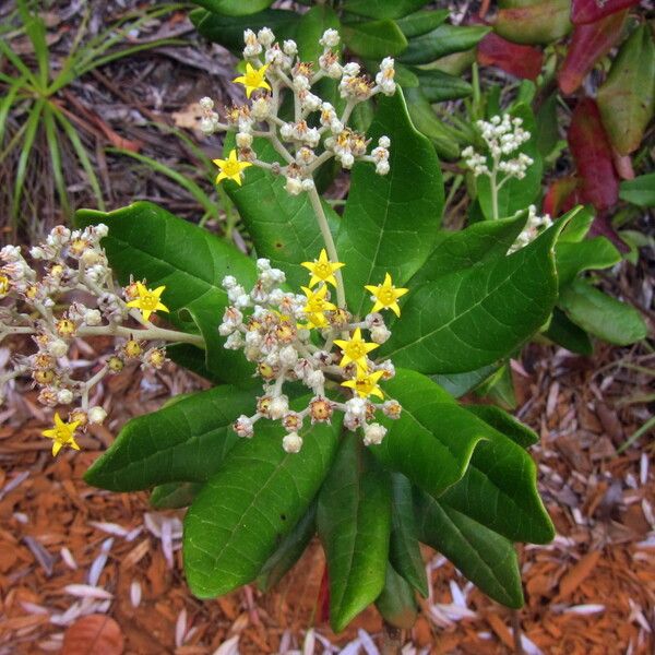 Argophyllum Montanum Care Guide: Water, Soil & Propagation - Plantiary