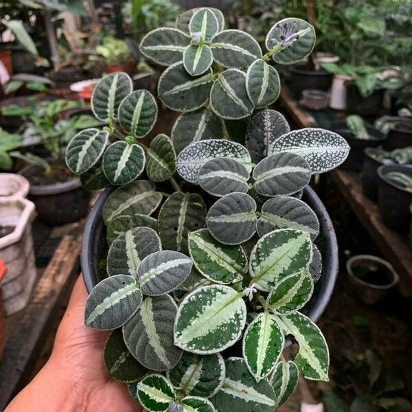 Argostemma Bicolor Plant Care & How to Grow, Water