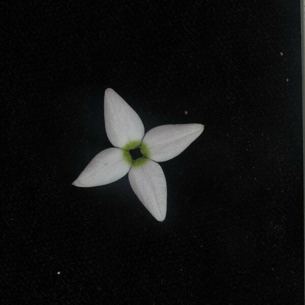 Argostemma Sarmentosum Plant Care & How to Grow, Water