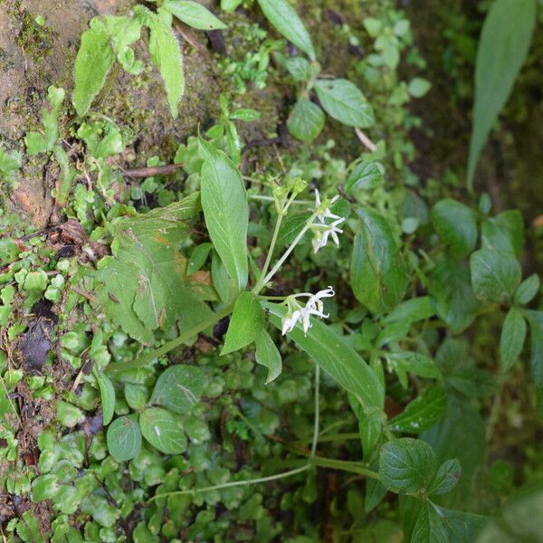 Argostemma Verticillatum Plant Care & How to Grow, Water