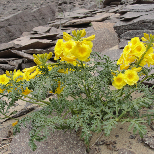 Argylia Radiata Plant Care & How to Grow, Water