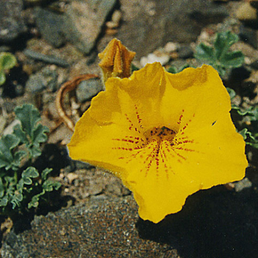 Argylia Uspallatensis Plant Care & How to Grow, Water