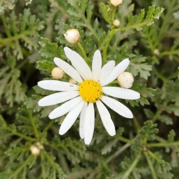 Argyranthemum Hierrense Plant Care & How to Grow, Water