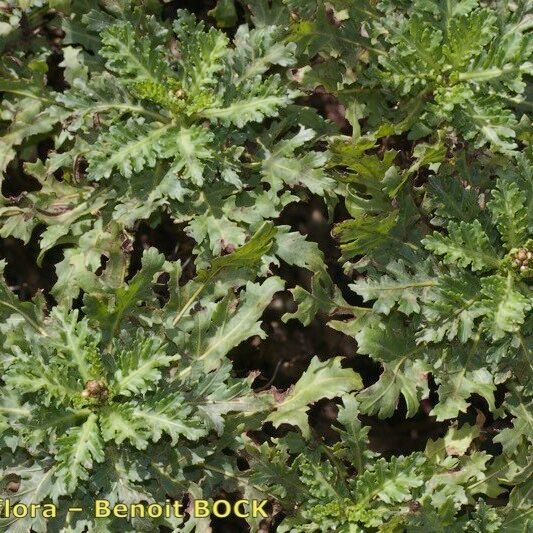 Argyranthemum Winteri Plant Care & How to Grow, Water