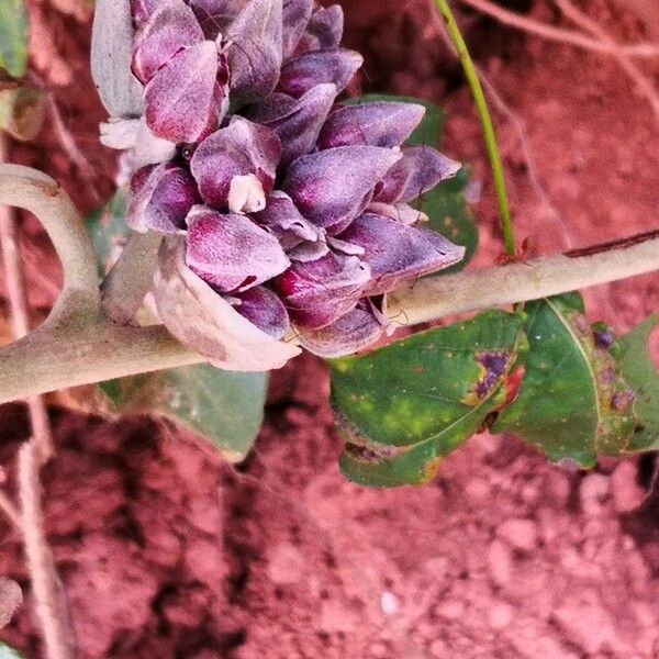 Argyreia Acuta Plant Care & How to Grow, Water