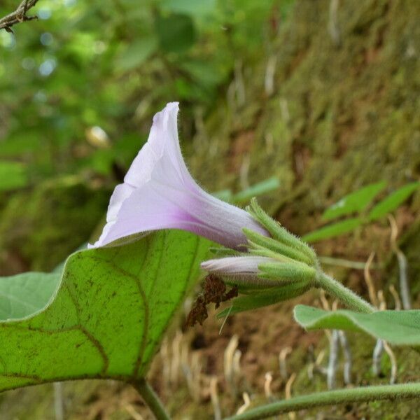 Argyreia Argentea Care Guide: Water, Soil & Propagation - Plantiary