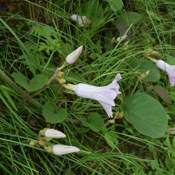 Argyreia Setosa Plant Care & How to Grow, Water