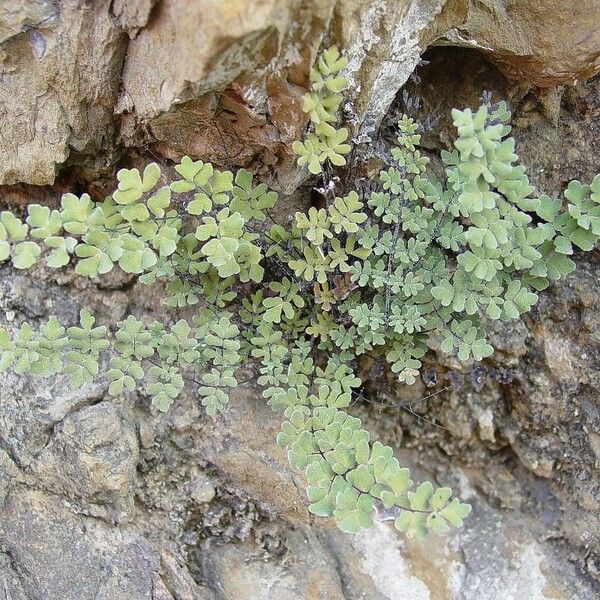 Silvery Cloak Fern (Argyrochosma Incana) Plant Care & How to Grow, Water