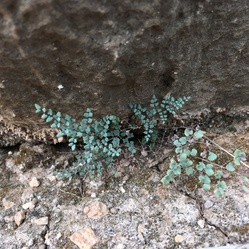 Small-leaf False Cloak Fern (Argyrochosma Microphylla) Plant Care & How ...