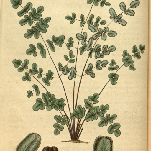 Argyrochosma Nivea Care Guide: Water, Soil & Propagation - Plantiary