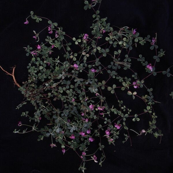 Argyrolobium Roseum Plant Care & How to Grow, Water