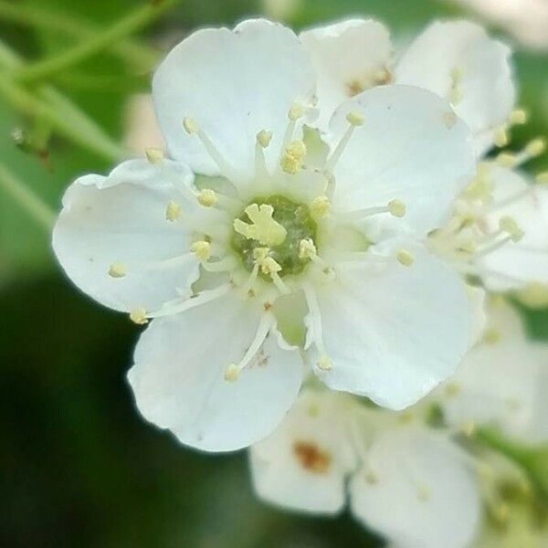 Whitebeam (Aria Edulis) Care Guide: Water, Soil & Propagation - Plantiary