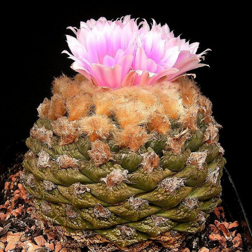 Chautle Livingrock (Ariocarpus Fissuratus) Plant Care & How to Grow, Water