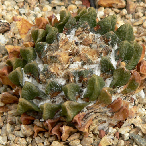 Nuevo León Living-Rock Cactus (Ariocarpus Scaphirostris) Plant Care ...