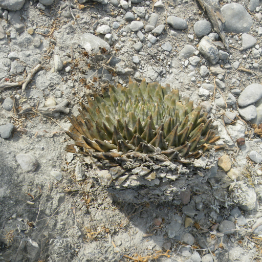 Ariocarpus Trigonus Care Guide: Water, Soil & Propagation - Plantiary