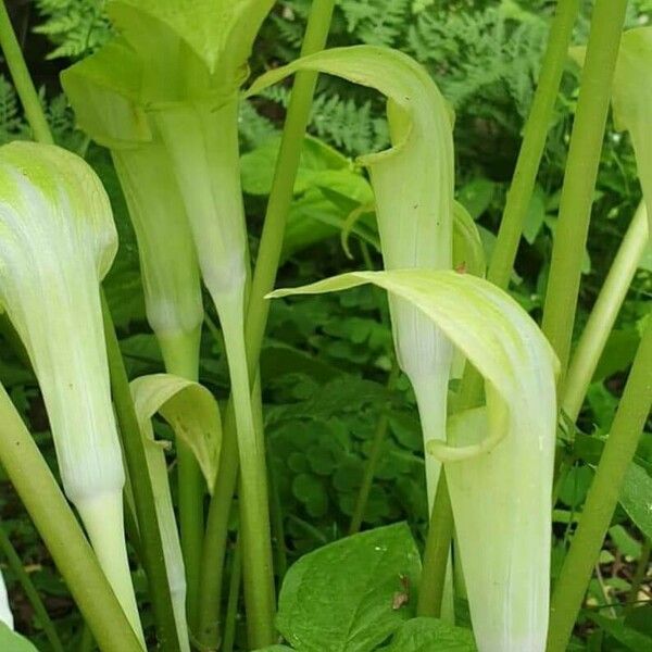 Amur Jack-In-The-Pulpit (Arisaema Amurense) Plant Care & How to Grow, Water