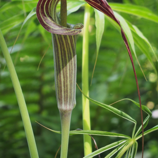 Jack-In-The-Pulpit (Arisaema Erubescens) Plant Care & How to Grow, Water
