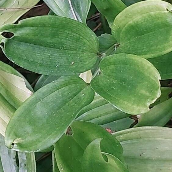 Arnica (Arisaema Nepenthoides) Plant Care & How to Grow, Water