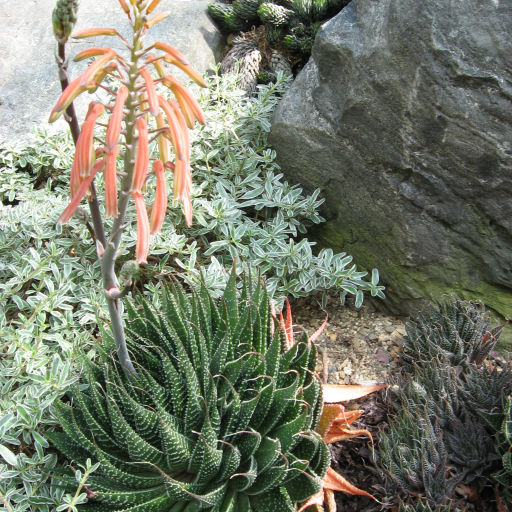 Guinea-Fowl Aloe (Aristaloe Aristata) Plant Care & How to Grow, Water