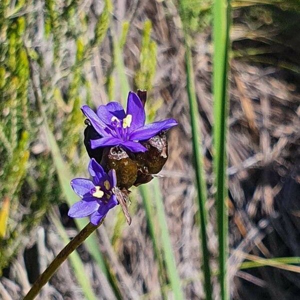 Blue-Eyed Grass (Aristea Abyssinica) Plant Care & How to Grow, Water