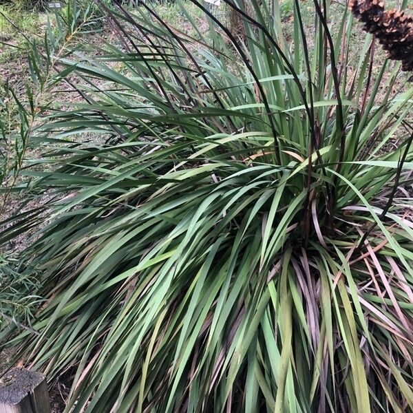 Blue Sceptre (Aristea Capitata) Plant Care & How to Grow, Water