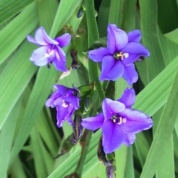 Forest Capeblue (Aristea Ensifolia) Plant Care & How to Grow, Water