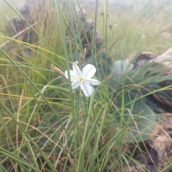Aristea Spiralis Plant Care & How to Grow, Water