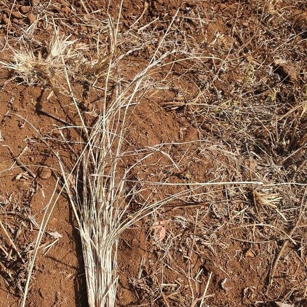 Aristida Adoensis Plant Care & How to Grow, Water