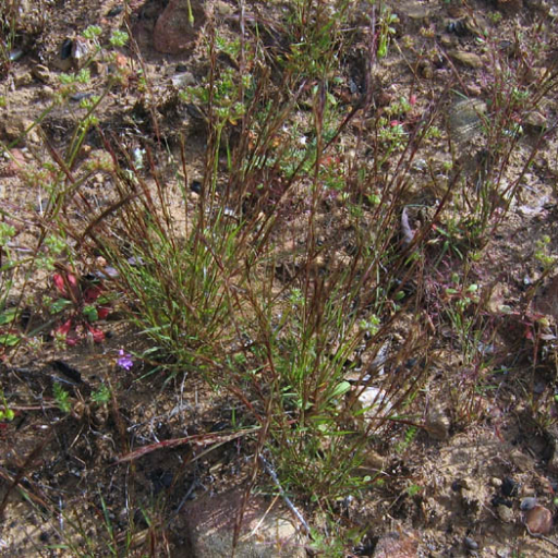 Sixweeks Three-Awn (Aristida Adscensionis) Plant Care & How to Grow, Water