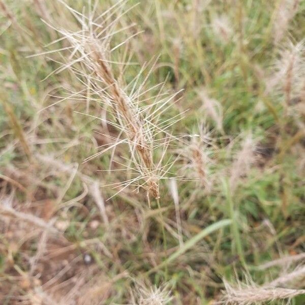 Spreading Three-Awn Grass (Aristida Barbicollis) Plant Care & How to ...