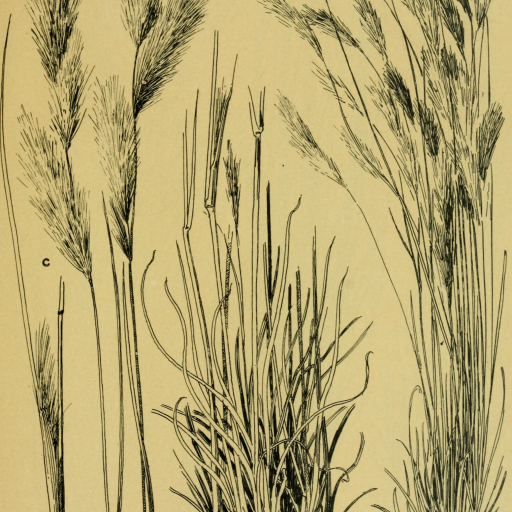 Tassel Three-Awn (Aristida Congesta) Plant Care & How to Grow, Water