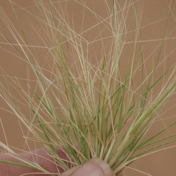 చీపురు గడ్డి (Aristida Funiculata) Plant Care & How to Grow, Water