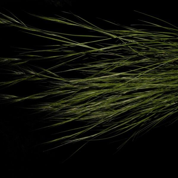 Aristida Jorullensis Plant Care & How to Grow, Water