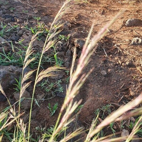 Aristida Kenyensis Plant Care & How to Grow, Water