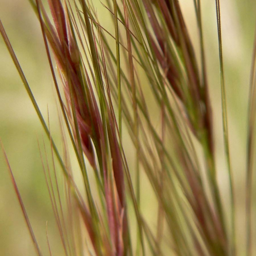 Purple Threeawn (Aristida Purpurea) Plant Care & How to Grow, Water