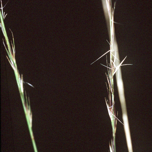 Meadow Foxtail (Alopecurus Pratensis) Plant Care & How to Grow, Water