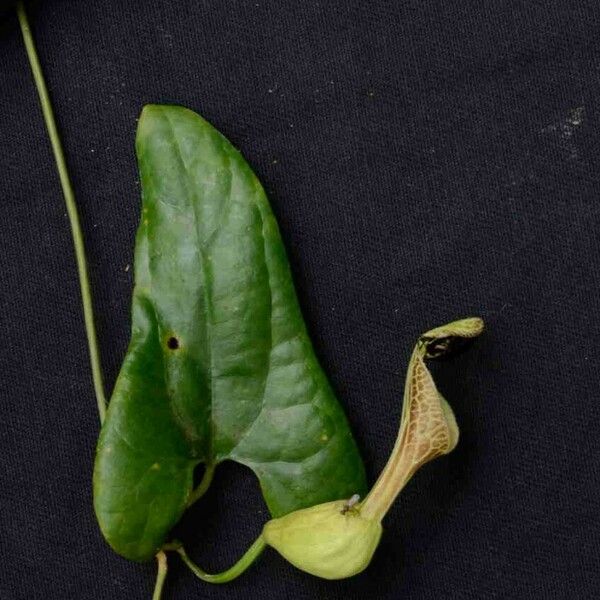 Aristolochia Arcuata Care Guide: Water, Soil & Propagation - Plantiary