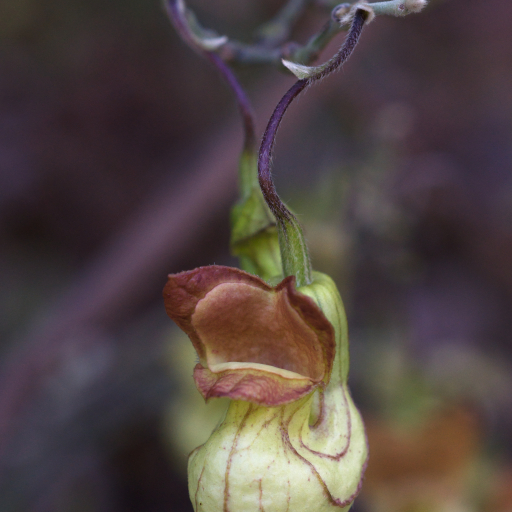 California Snakeroot (Aristolochia Californica) Plant Care & How to ...