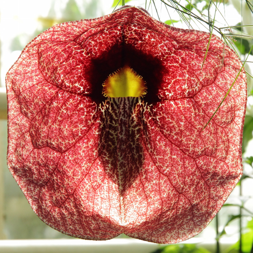 Duckflower (Aristolochia Gigantea) Plant Care & How to Grow, Water