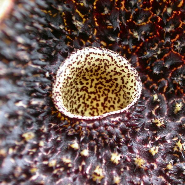 Aristolochia Griffithii Plant Care & How to Grow, Water