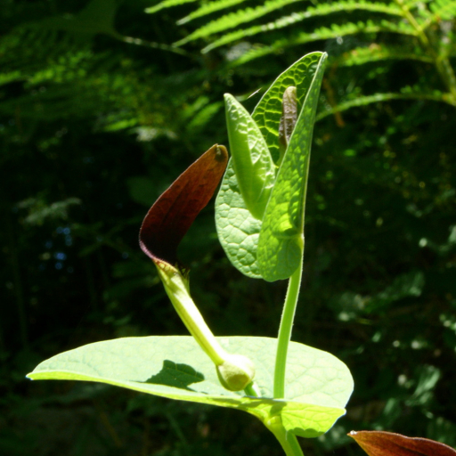 Smearwort (Aristolochia Rotunda) Plant Care & How to Grow, Water