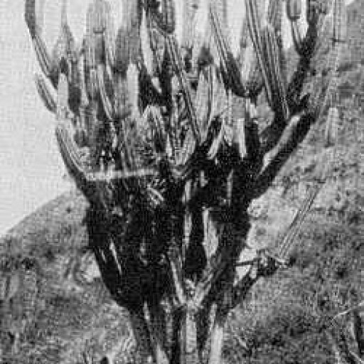 Armatocereus (Armatocereus Godingianus) Plant Care & How to Grow, Water