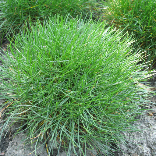 Thrift Seapink (Armeria Maritima) Plant Care & How to Grow, Water