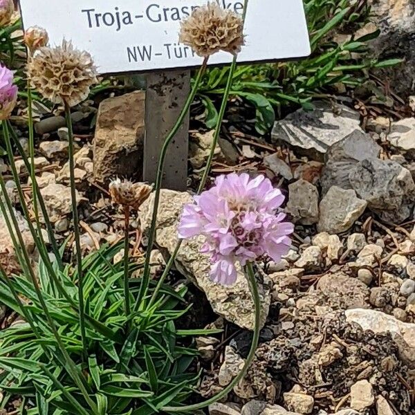 Armeria Trojana Plant Care & How to Grow, Water