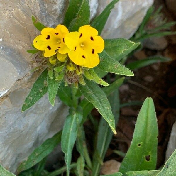 Prophet-Flower (Arnebia Pulchra) Care Guide: Water, Soil & Propagation ...