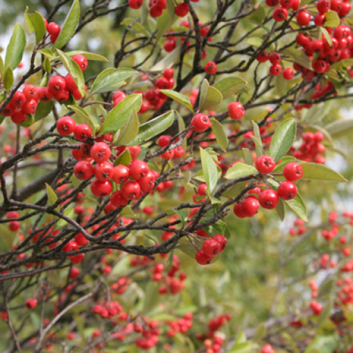 Red Chokeberry (Aronia Arbutifolia) Plant Care & How to Grow, Water