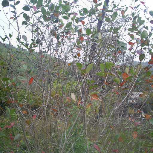 Black Chokeberry (Aronia Melanocarpa) Plant Care & How to Grow, Water