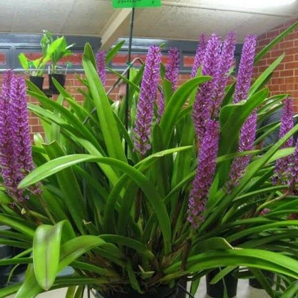 Arpophyllum Spicatum Care Guide: Water, Soil & Propagation - Plantiary