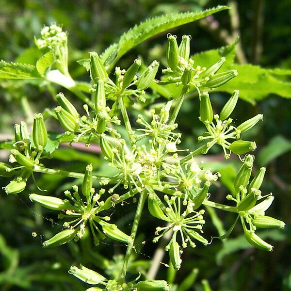 Arracacia Atropurpurea Care Guide: Water, Soil & Propagation - Plantiary