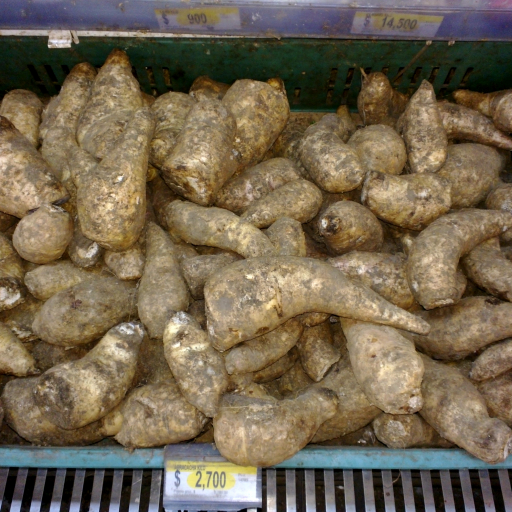 Peruvian Parsley (Arracacia Xanthorrhiza) Plant Care & How to Grow, Water